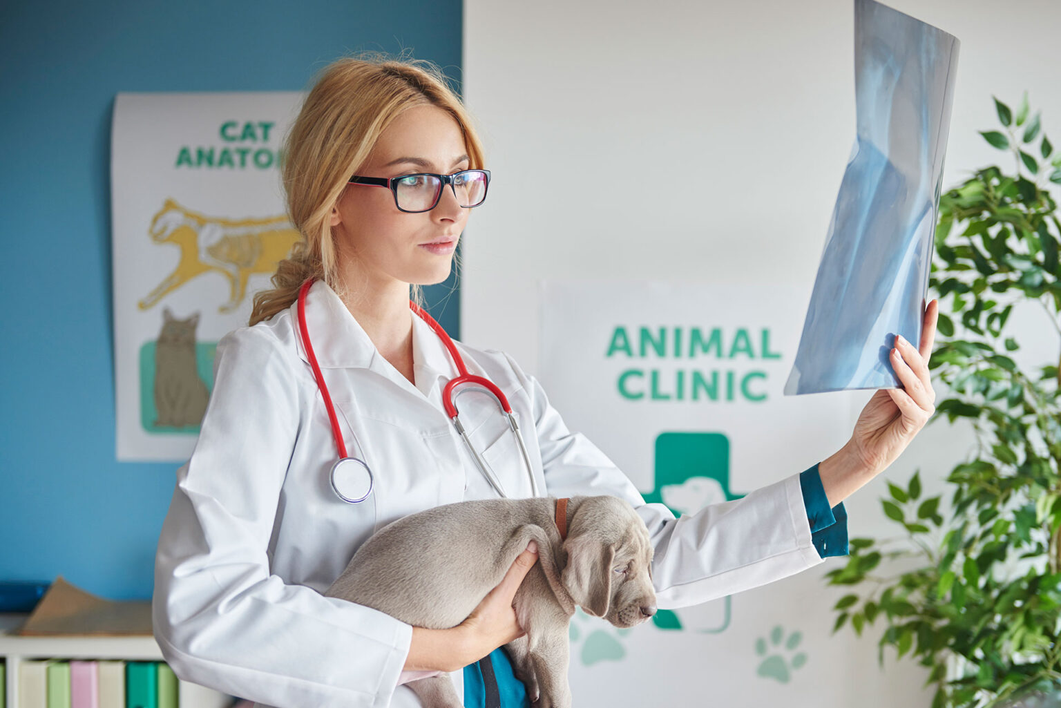 AI Consulting – Integrated Veterinary Systems
